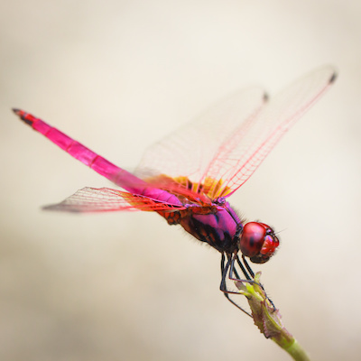 7 Crystals for Dragonfly Totem | Animal Spirit | Crystal Life ...