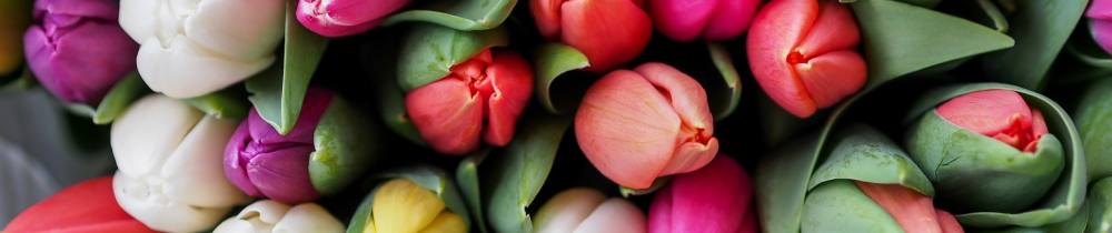 Crystals for the Spring Equinox | Crystal Life Technology, Inc.