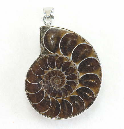 Ammonite | Crystals and Gemstones | Crystal Life Technology, Inc.