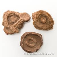 Stromatolite | Crystals and Gemstones | Crystal Life Technology, Inc.