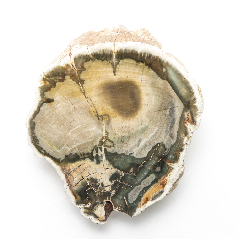 Petrified Wood Specimens | Crystal Life Technology