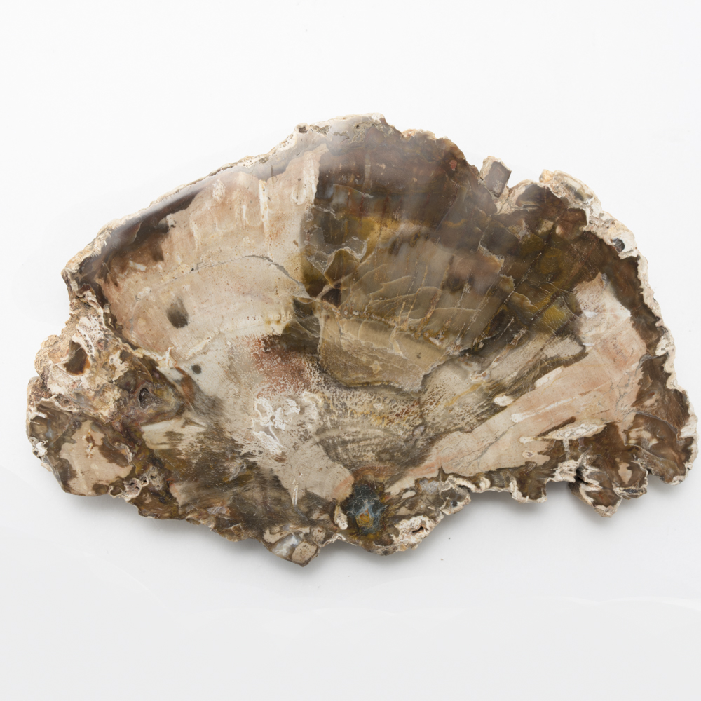 Petrified Wood Specimens | Crystal Life Technology