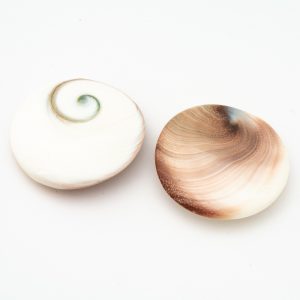 Shiva Shell | Fossil | Crystals & Gemstones | Crystal Life Technology, Inc.