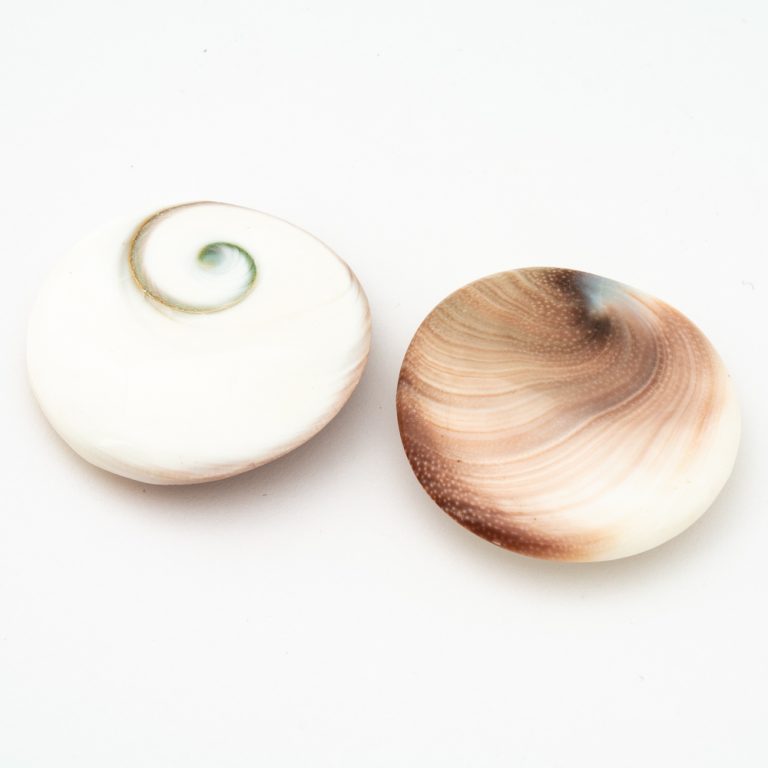 Shiva Shell | Fossil | Crystals & Gemstones | Crystal Life Technology, Inc.