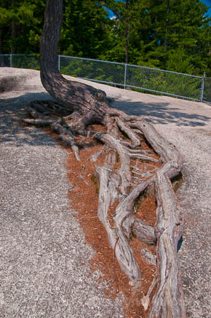 Roots | Crystal Life